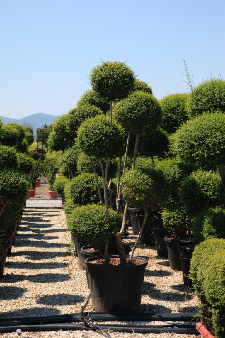 Niwaki – Caragh Nurseries