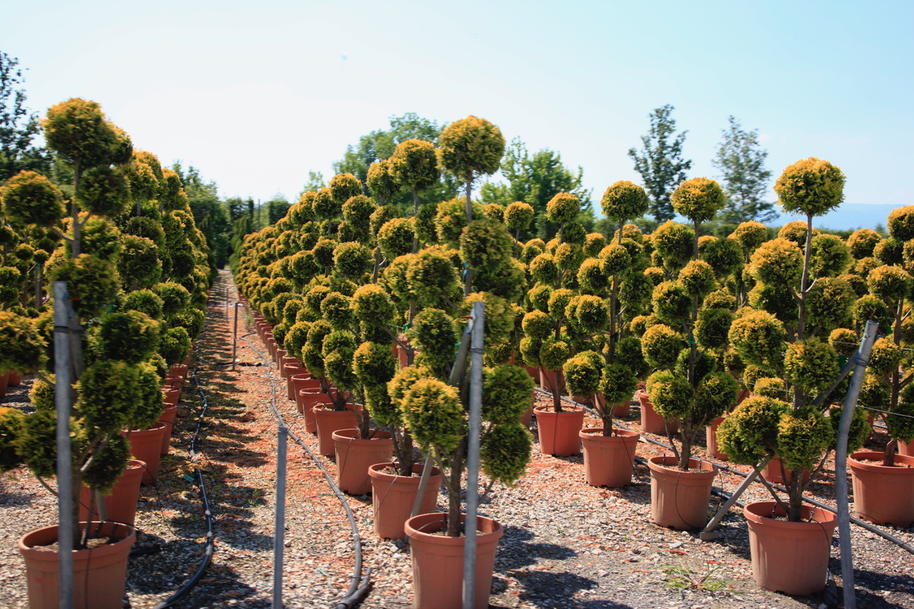 Feature Trees for Small Gardens – Caragh Nurseries