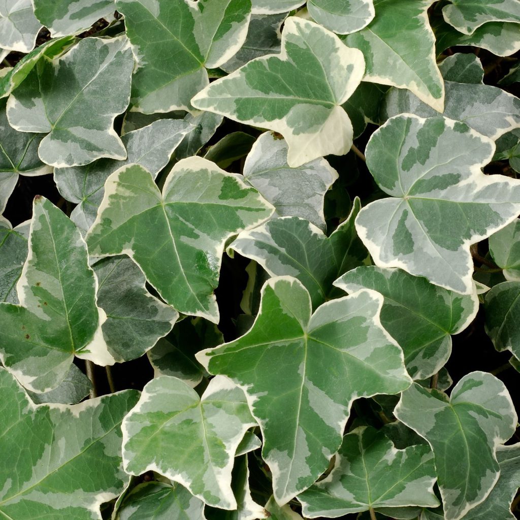 Hedera helix Glacier – Caragh Nurseries