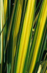 Yucca Golden Sword – Caragh Nurseries