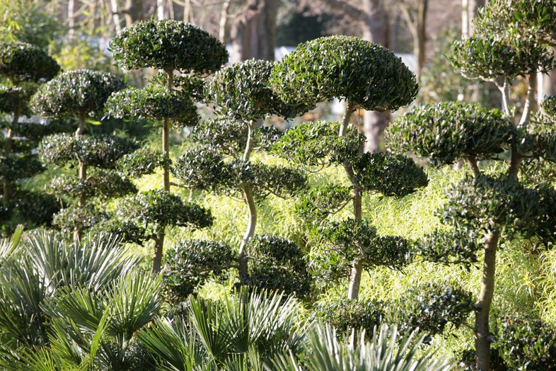Ilex crenata in field – Caragh Nurseries