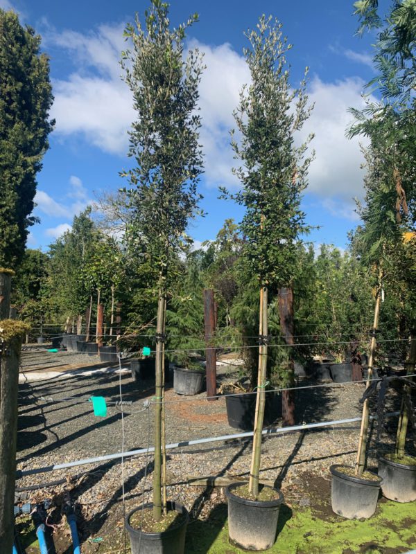 Quercus Ilex/ Evergreen Oak Standard Trees Loose Head | Caragh Nurseries