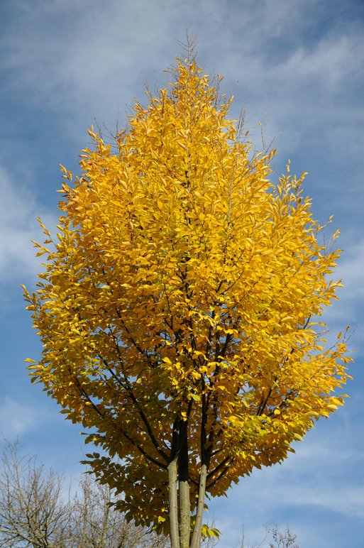 Stunning Autumn Colour – Caragh Nurseries