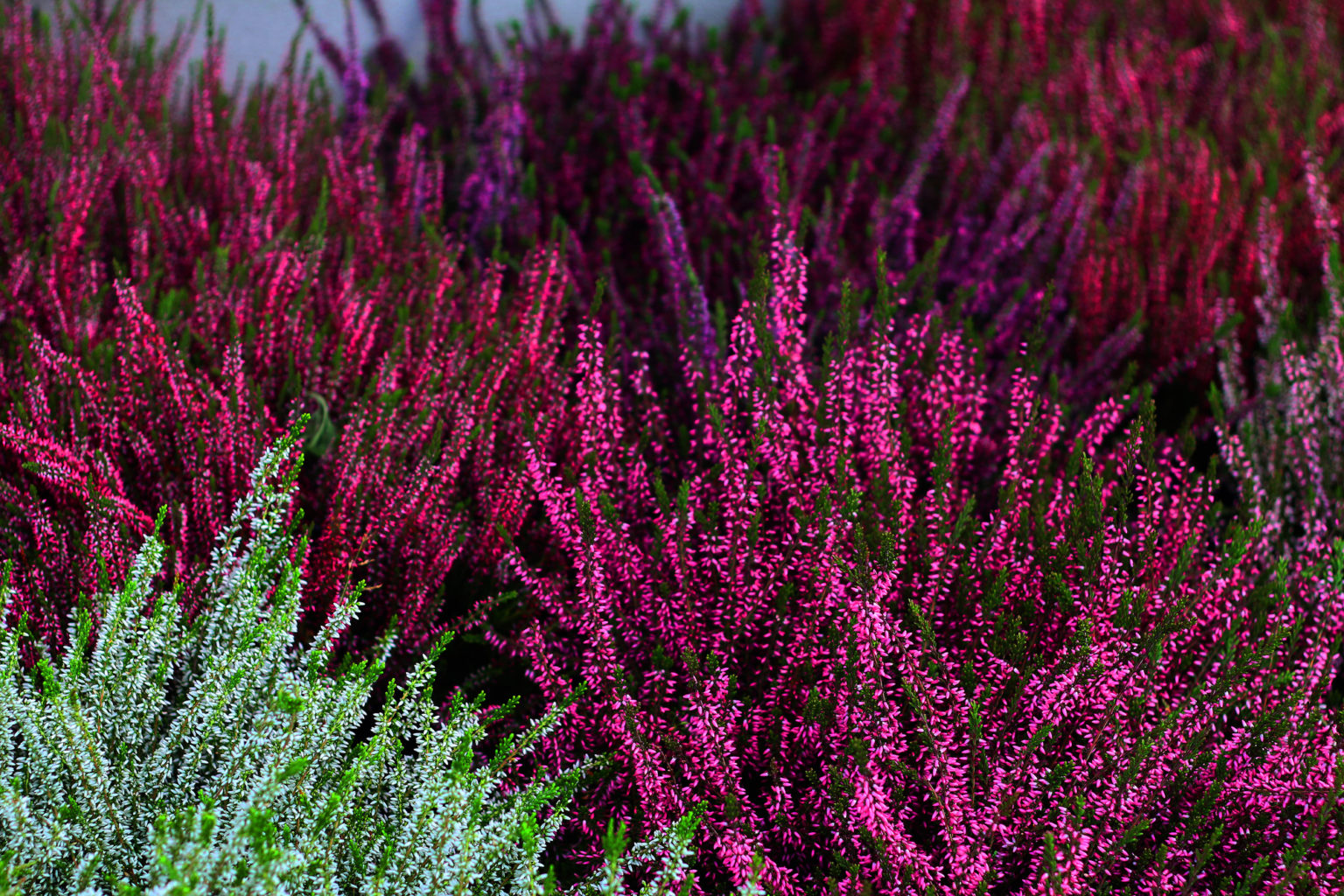 Erica carnea / Heathers in Colours | Caragh Nurseries