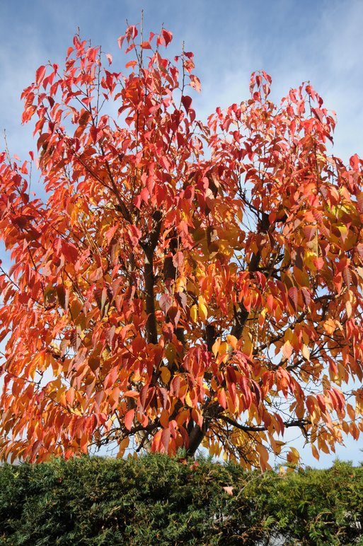 Stunning Autumn Colour – Caragh Nurseries