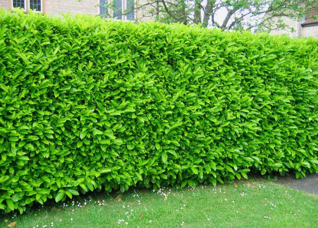 Instant & Mature Hedging – Caragh Nurseries