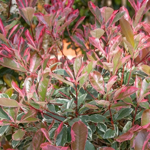 photinia-pink-marble-hedge – Caragh Nurseries