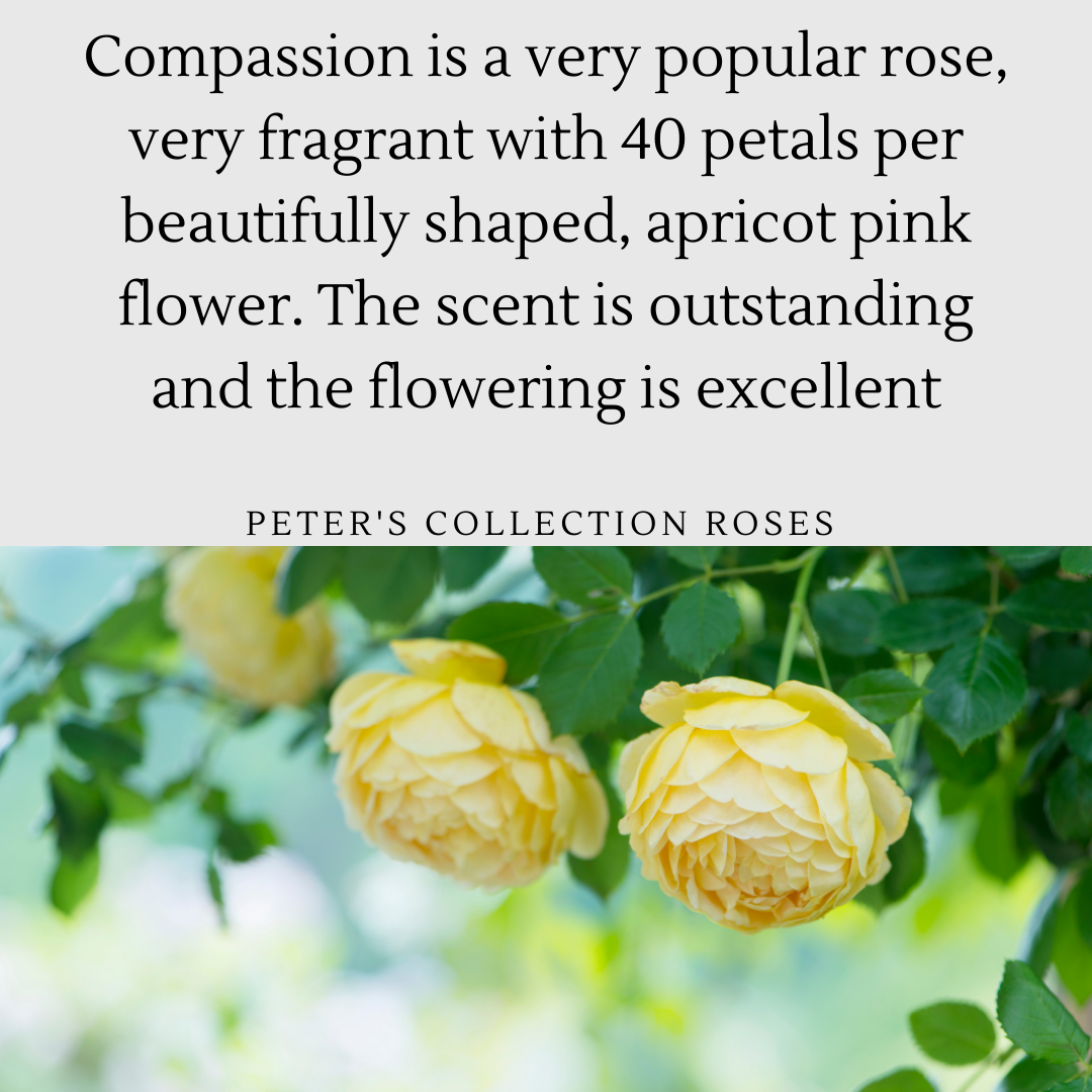 Rosa ‘Compassion’ climbing rose – Caragh Nurseries