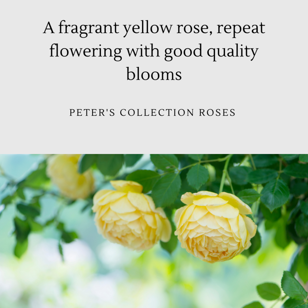 Rosa ‘Arthur Bell’ – Caragh Nurseries