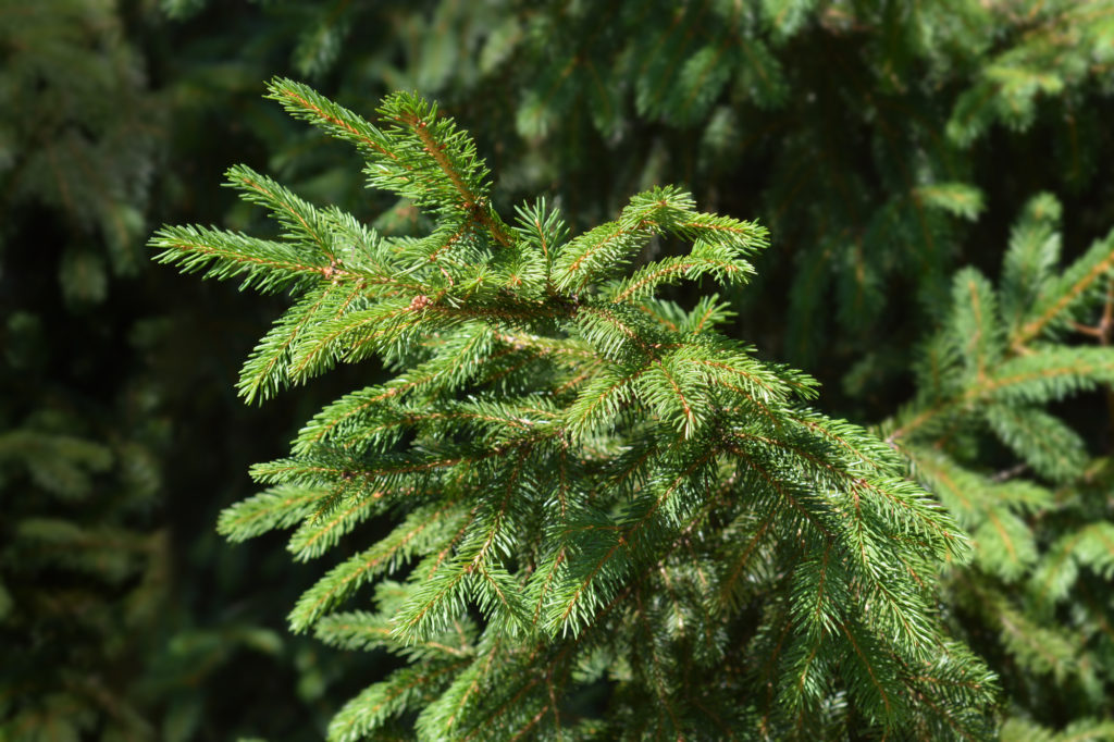 Picea abies – Caragh Nurseries