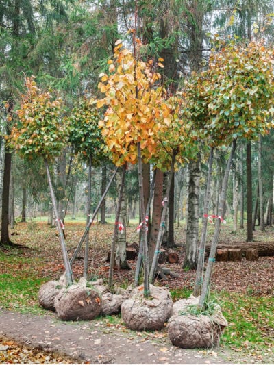 Mature Rootballed Trees – Caragh Nurseries