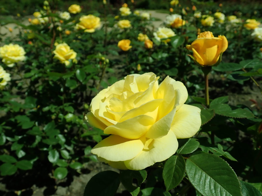 Rosa ‘Arthur Bell’ – Caragh Nurseries