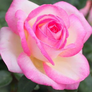 Rosa Princess de Monaco – Caragh Nurseries