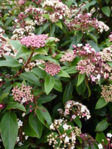 Viburnum tinus Eve Price – 1/2 Standard Tree – Caragh Nurseries