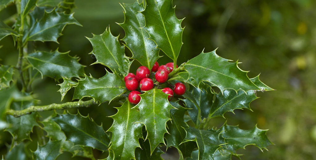 Ilex aquifolium ‘Alaska’ (English Holly) – Caragh Nurseries