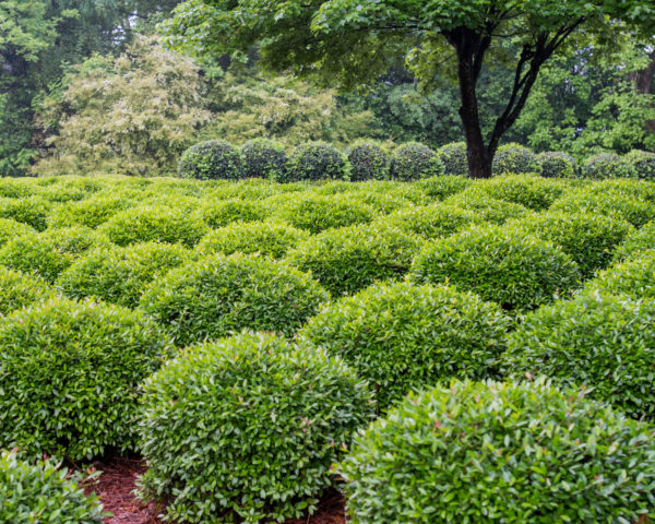 Tree and Sculpted Green Shrubs – Caragh Nurseries