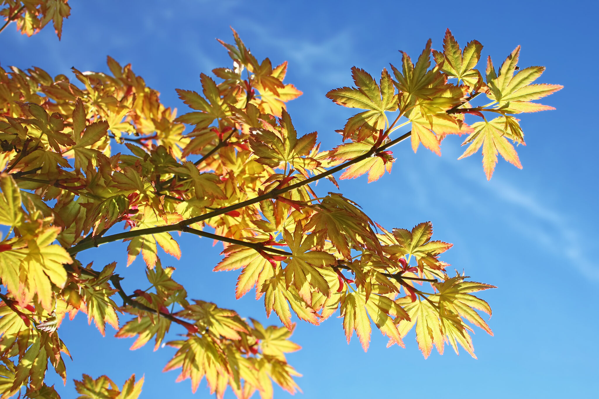 Acer palmatum Orange Dream – Caragh Nurseries