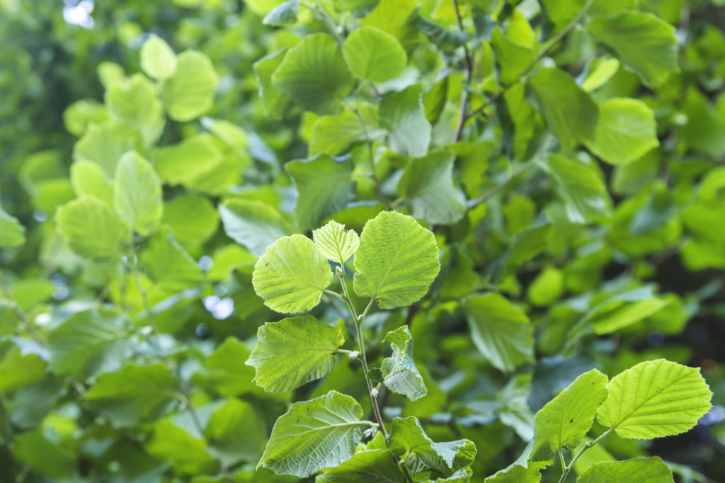 Corylus avellana / Common Hazel Nut Tree – Caragh Nurseries