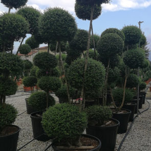 Ligustrum Jonandrum (single stem) Multi-ball Specimens – Caragh Nurseries