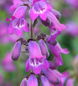 Penstemon Sour Grapes – Caragh Nurseries