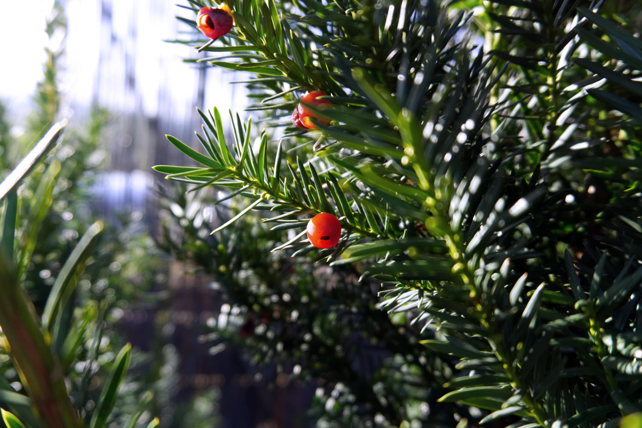 Taxus cuspidata – Caragh Nurseries