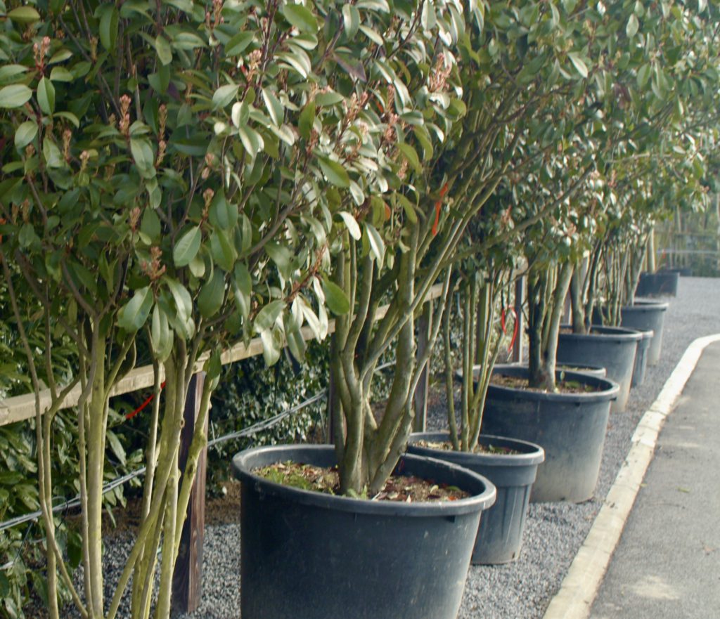 Parachute Forms – Not Just For Flight! – Caragh Nurseries