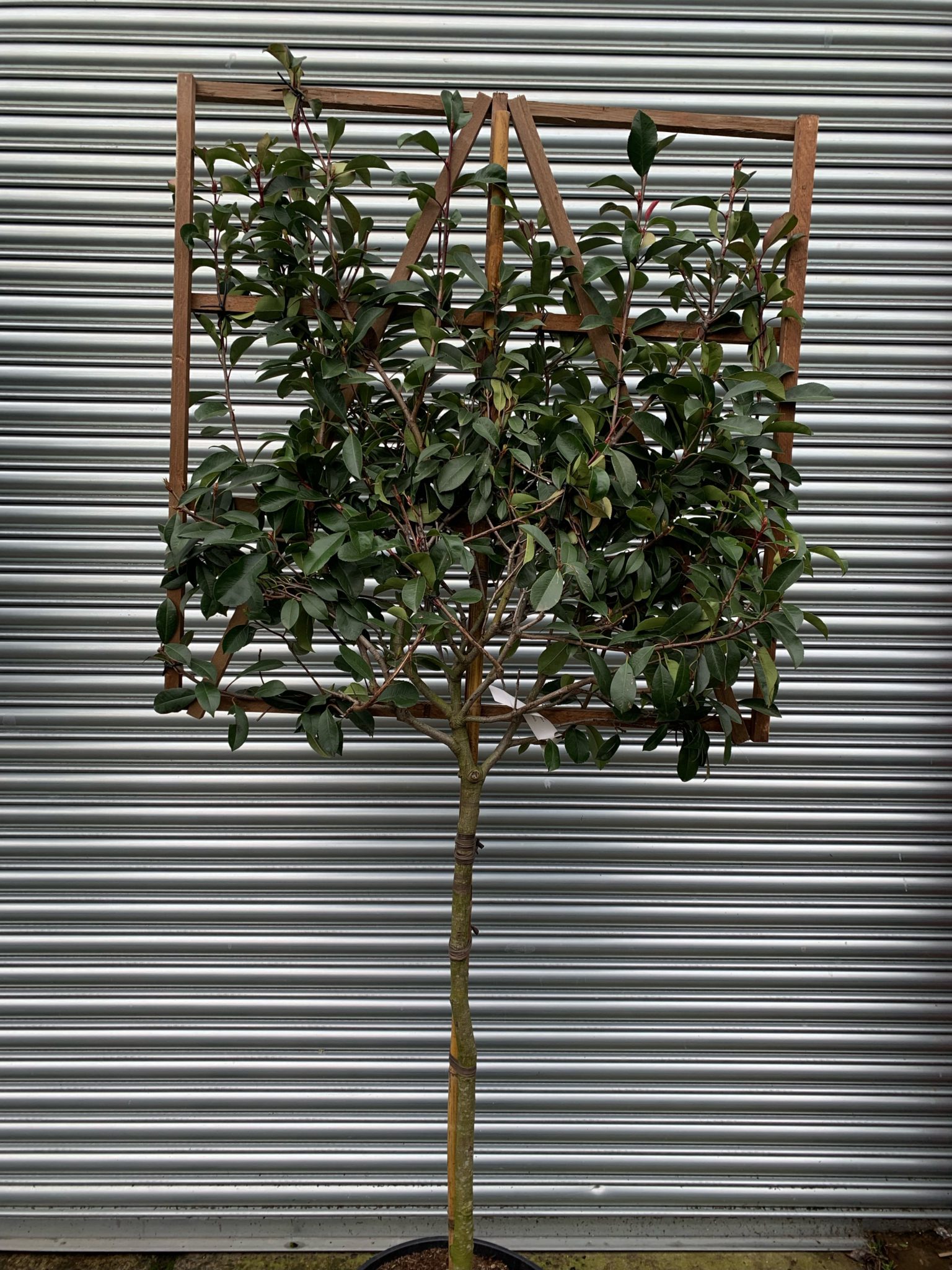 Photinia Red Robin 1/2 Standard Espalier – Caragh Nurseries