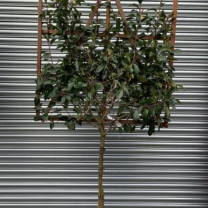 Photinia Red Robin – Caragh Nurseries
