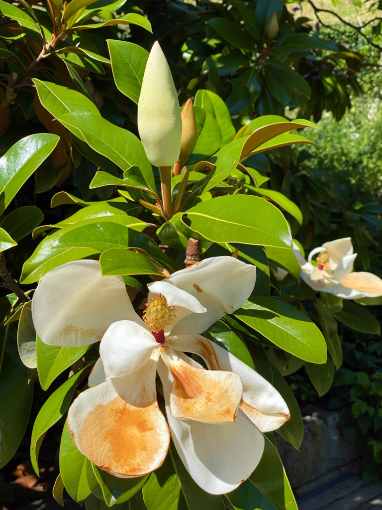 Magnolia grandiflora Goliath – Caragh Nurseries