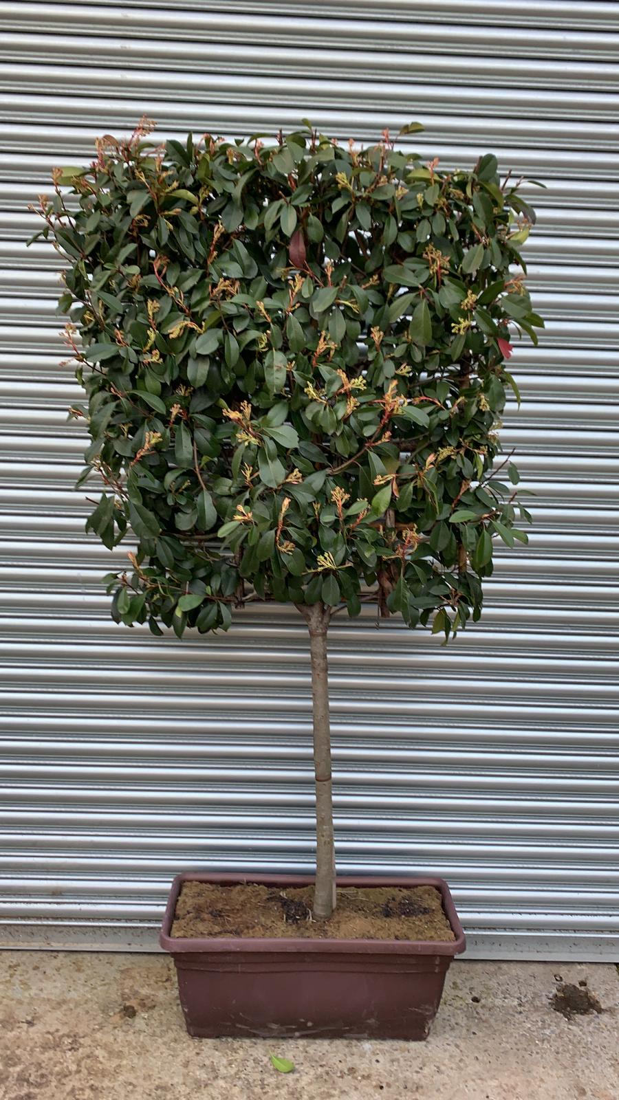 Photinia Red Robin Half-standard Espalier | Caragh Nurseries