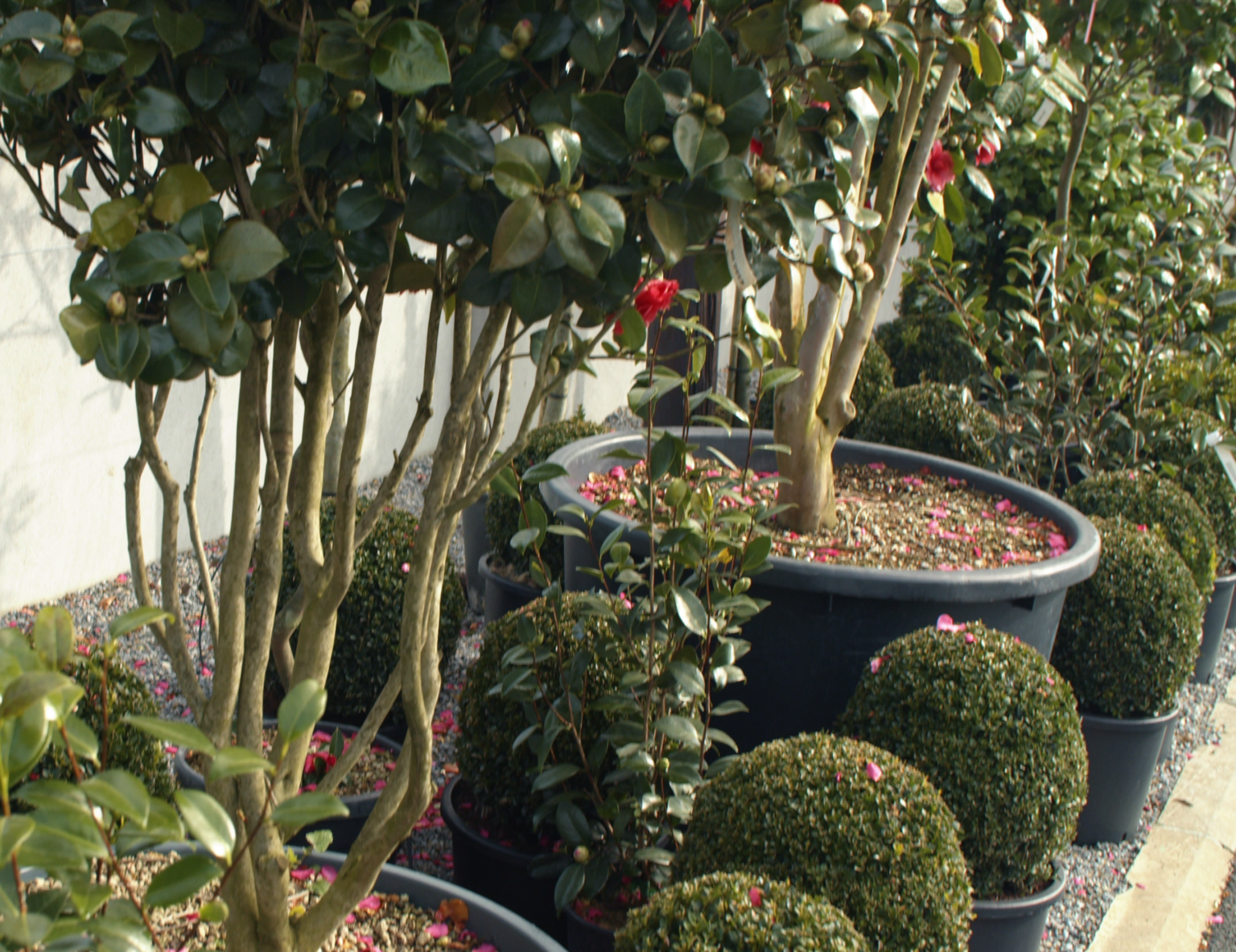 Parachute Forms – Not Just For Flight! – Caragh Nurseries