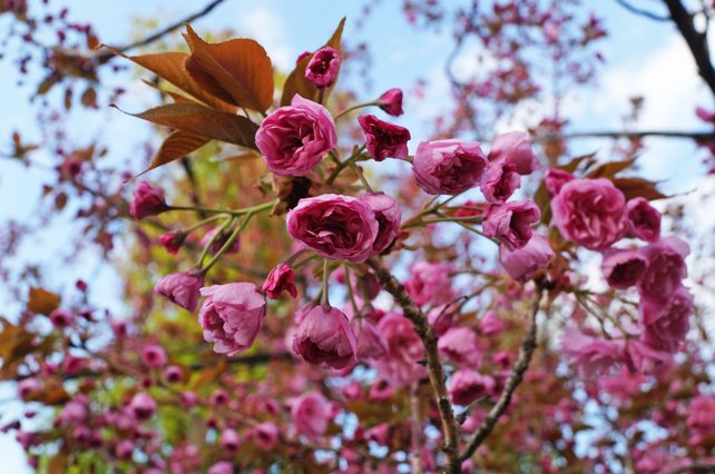 April Gardening – Caragh Nurseries