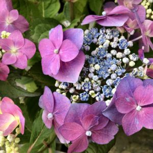 TREES | Caragh Nurseries