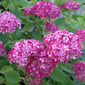 Hydrangea Annabelle | Caragh Nurseries
