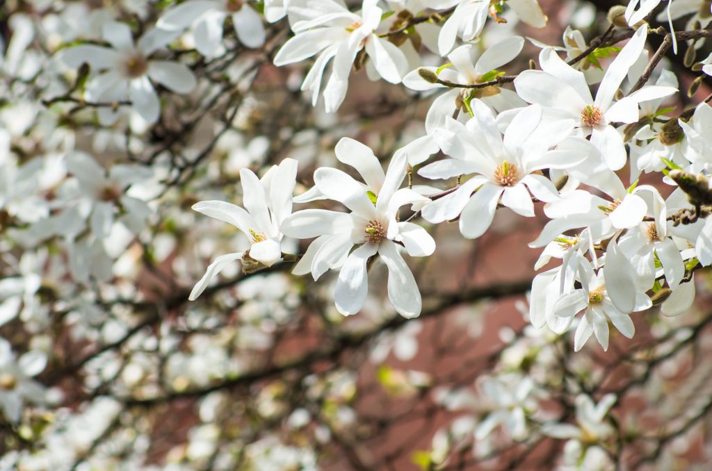 Magnolia kobus – Caragh Nurseries