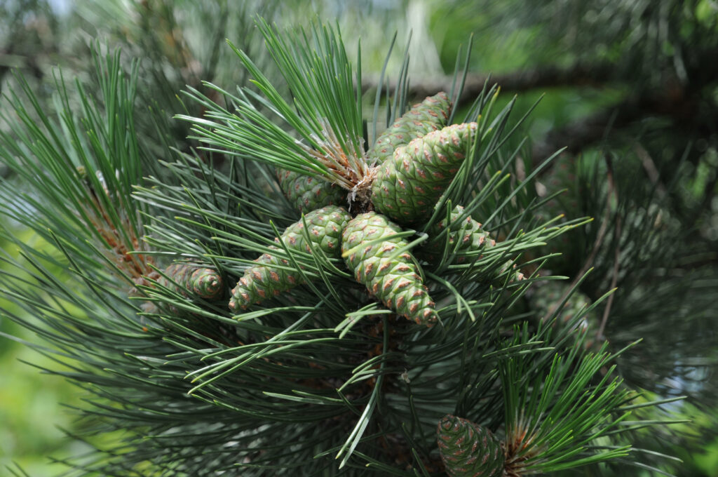Pinus nigra nigra Umbrella – Caragh Nurseries