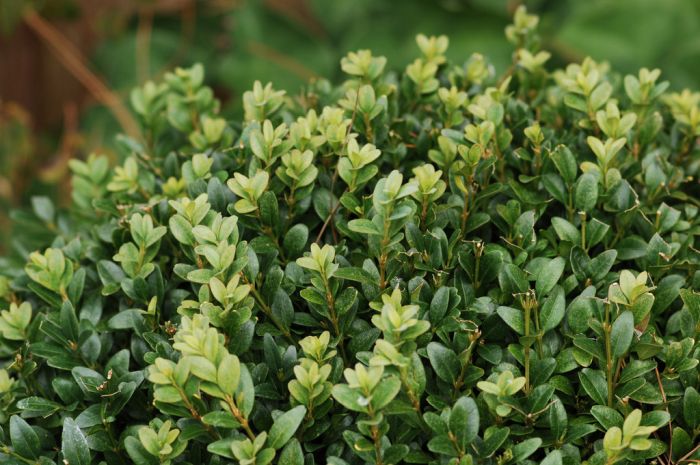 Buxus semp. Rotundifolia form – Caragh Nurseries
