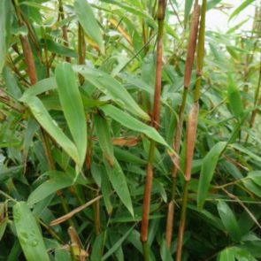 All Bamboo | Caragh Nurseries
