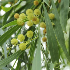 All Trees & Plants | Caragh Nurseries