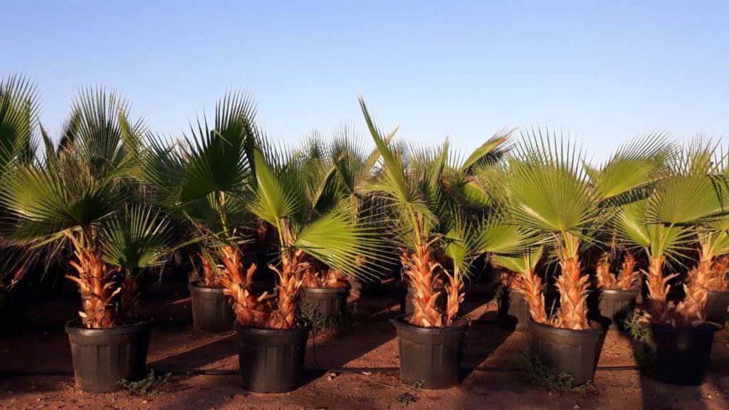 Washingtonia robusta – Caragh Nurseries