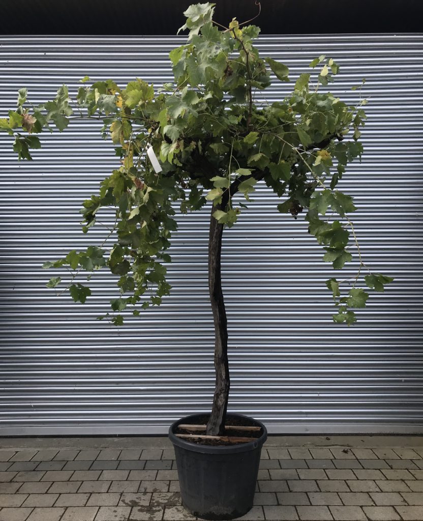 Vitis Vinifera / Grape Vine – Gnarled Trunk – 20-30cm girth Standard ...
