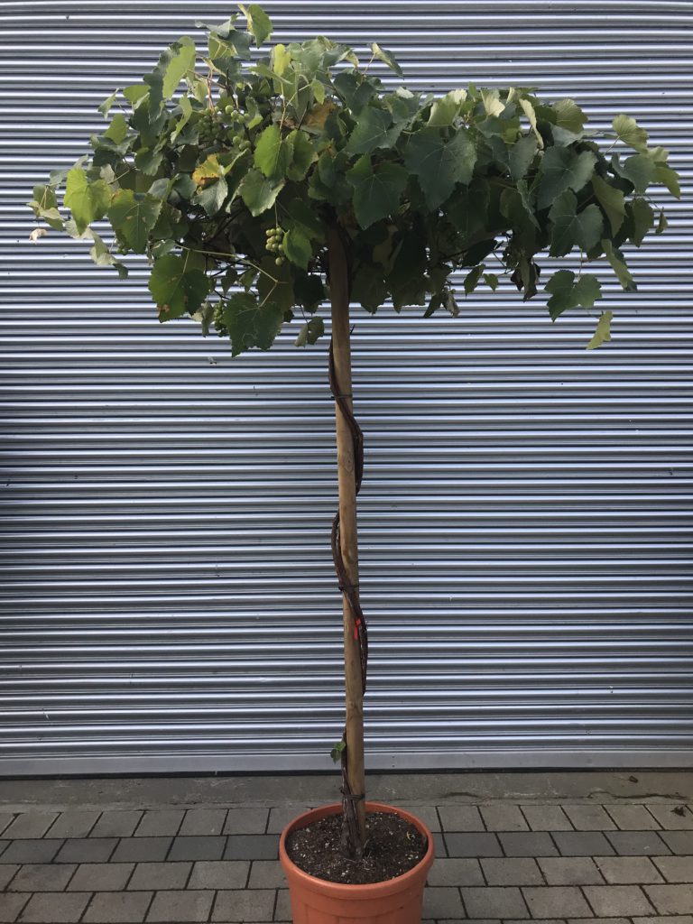 Vitis vinifera ‘Cardinal’ Umbrella Form – Caragh Nurseries