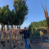 Photinia Red Robin Parachute Form | Caragh Nurseries