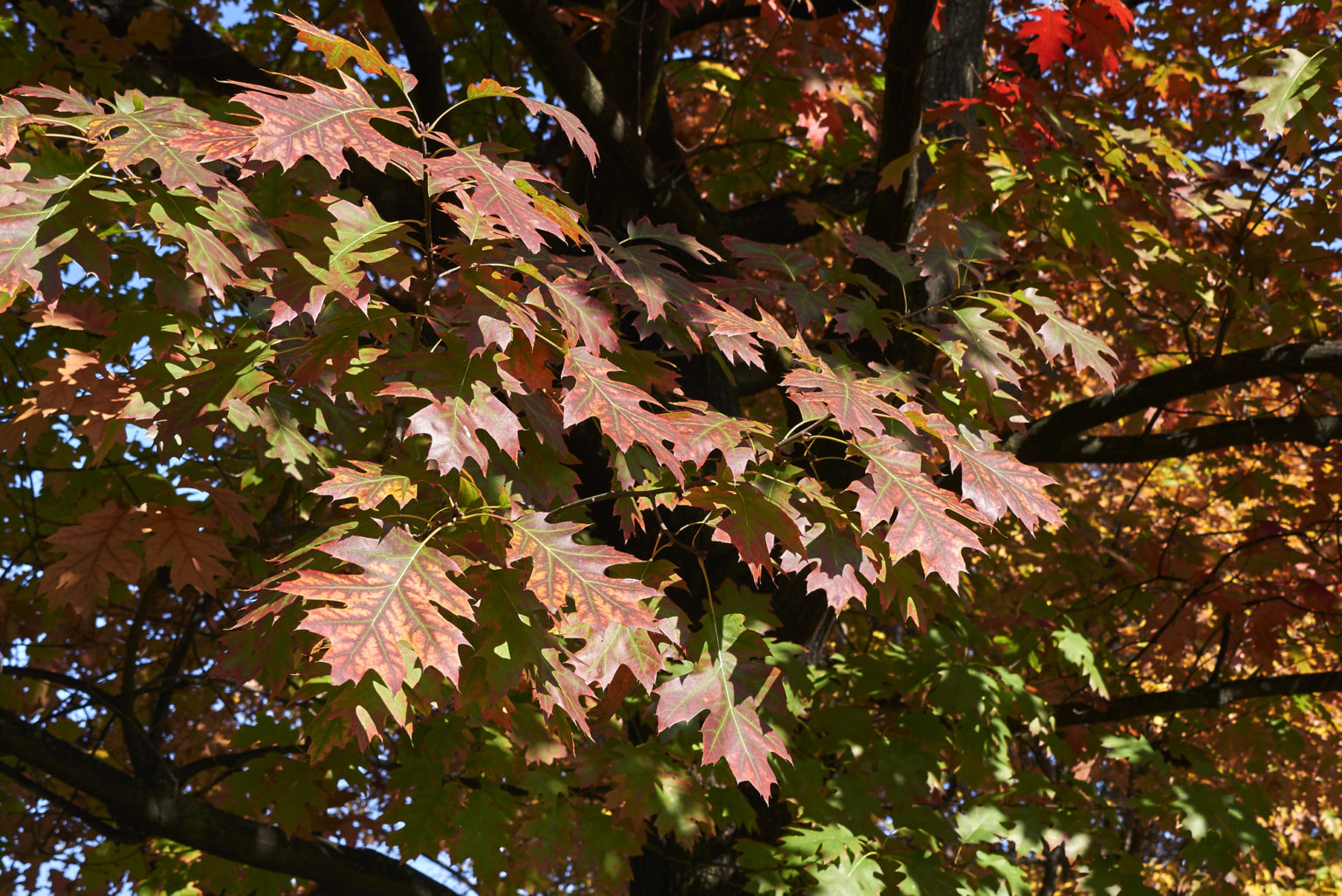 Quercus rubra / Red Oak – Caragh Nurseries