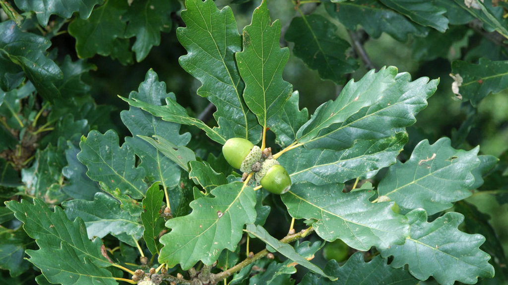 Quercus Petraea | Caragh Nurseries