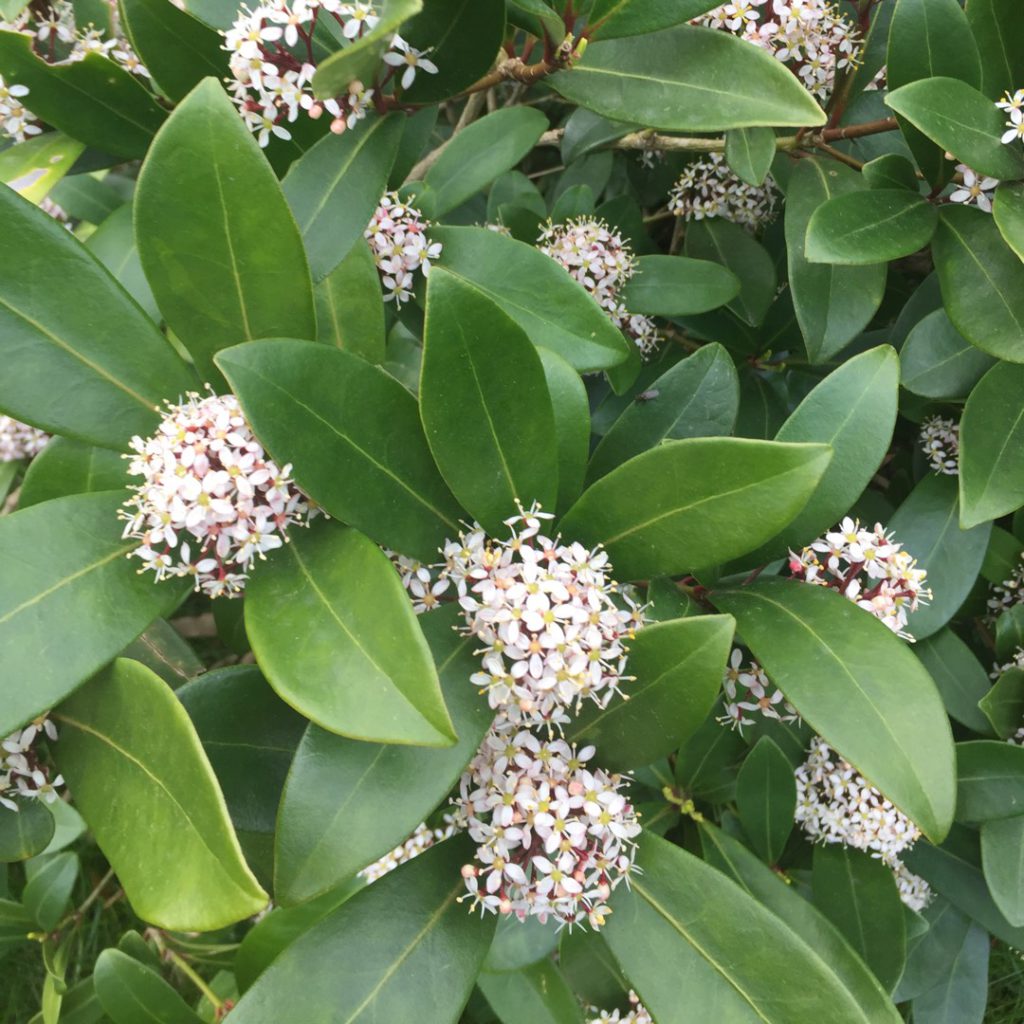 Skimmia japonica Fragrant Cloud – Caragh Nurseries
