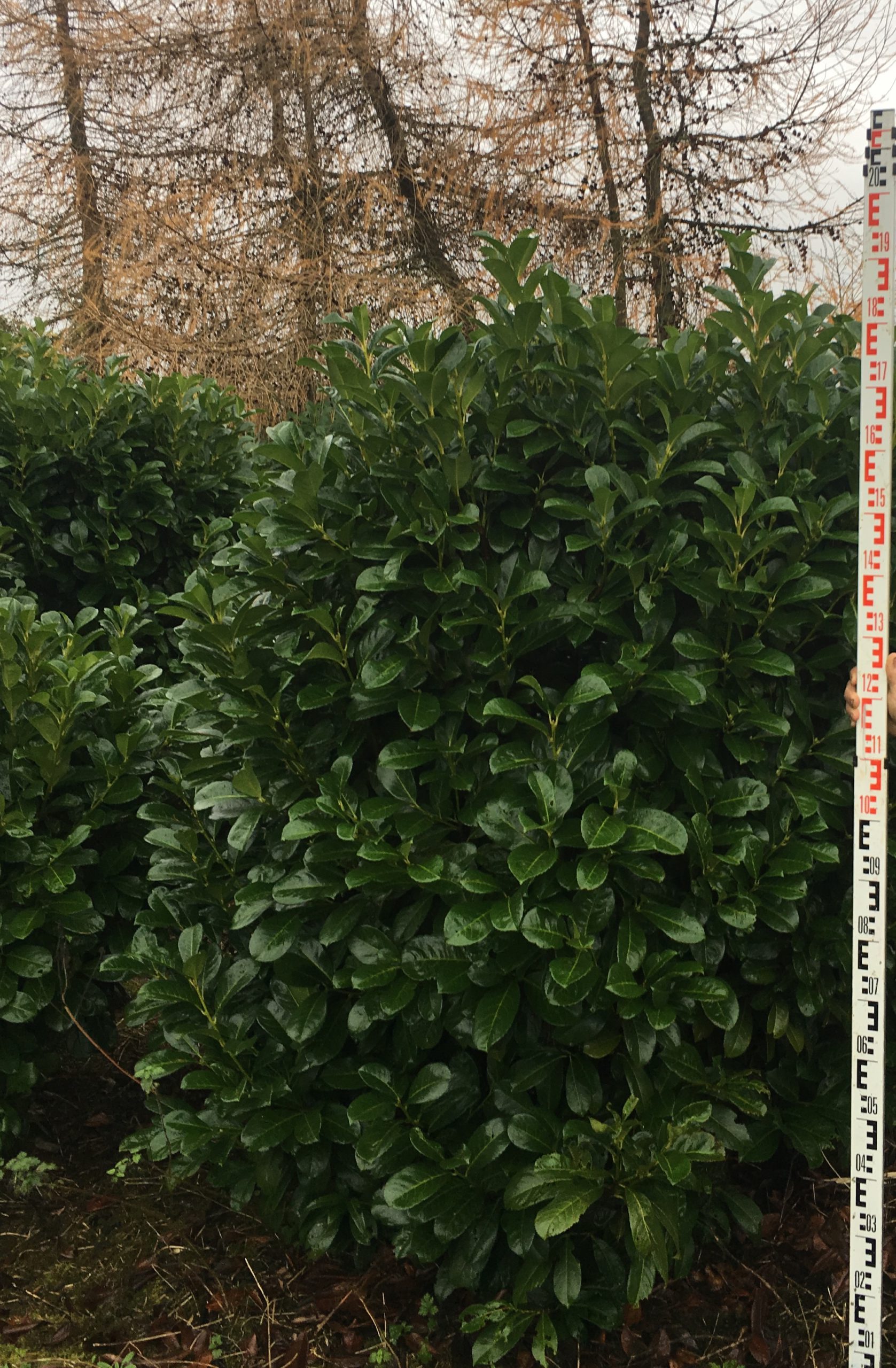 Laurel rootballed – Caragh Nurseries