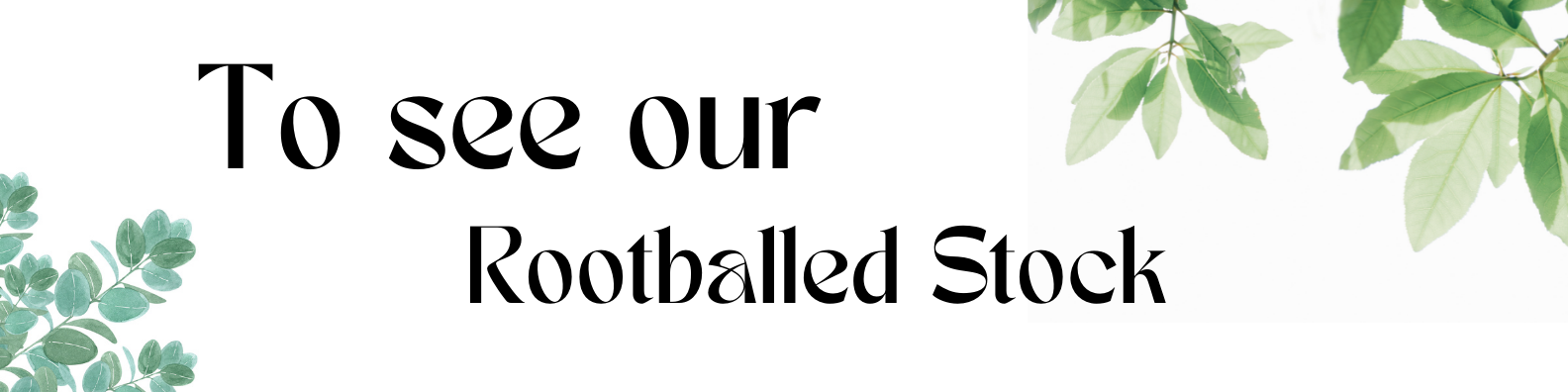 Rootballed stock – Caragh Nurseries