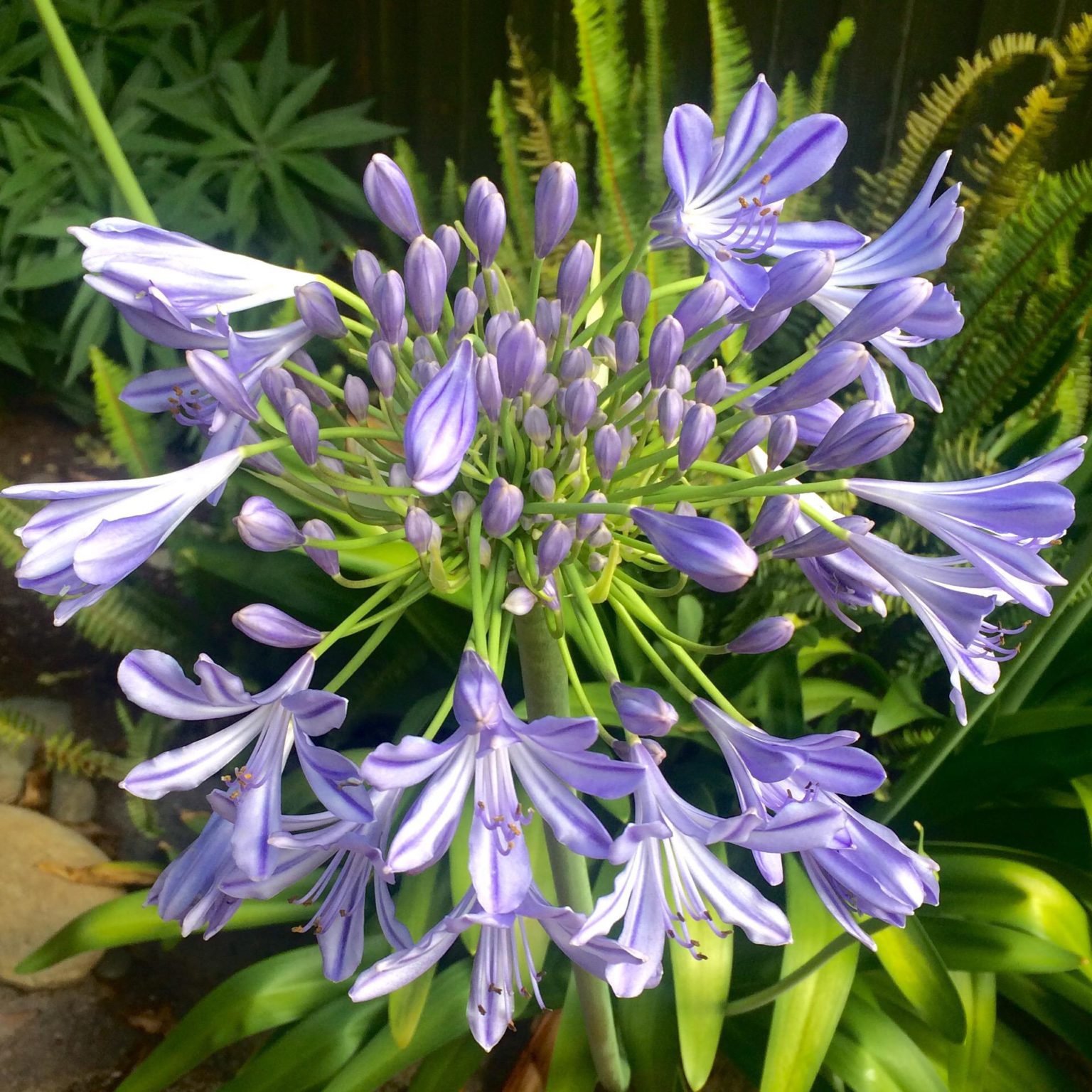 Agapanthus Peter Pan – Caragh Nurseries