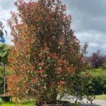 Caragh Nurseries | Trees, plants & everything for your garden